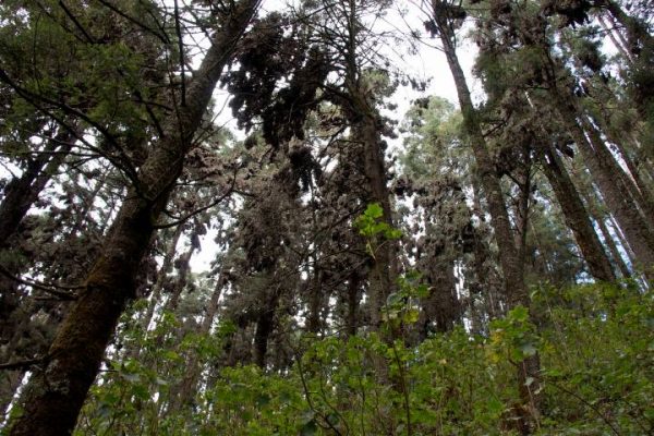 Mariposa Monarca la gran travesía hacía México - Rehiletes