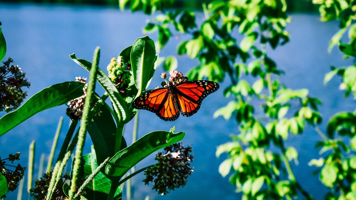 Mariposa Monarca la gran travesía hacía México - Rehiletes