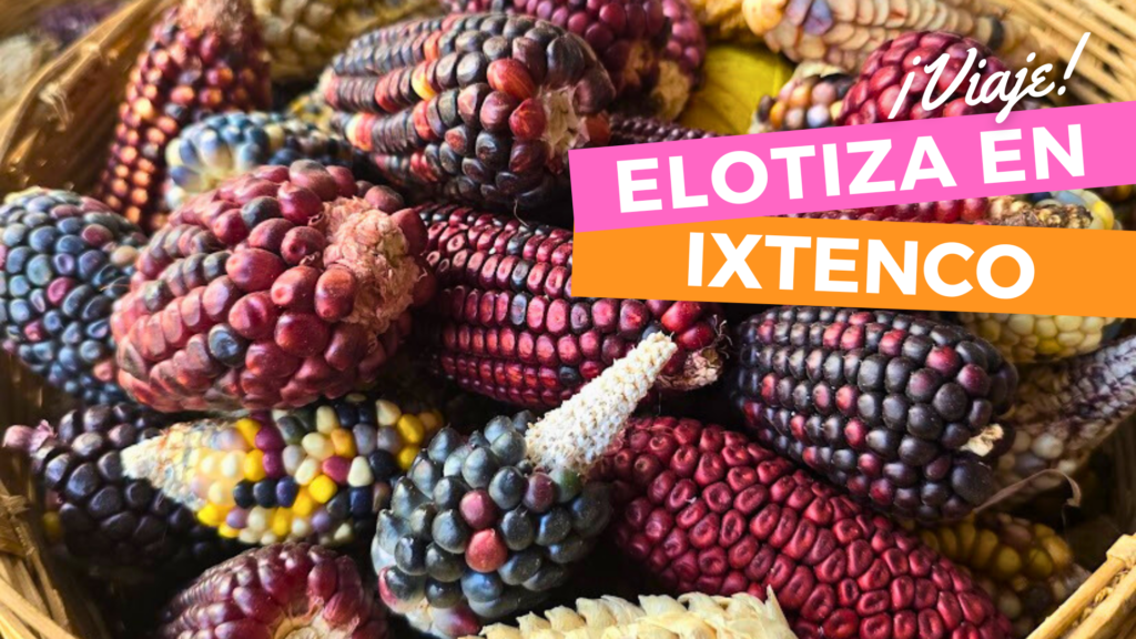 Elotiza en Ixtenco - Rehiletes